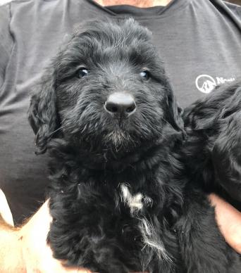 labradoodles for sale or rehoming - Local Classifieds | Preloved