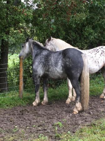 Dapple grey cob gelding For Sale in Belper, Derbyshire | Preloved