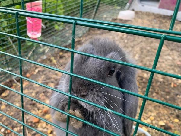 Rabbit Rescue & Rehoming For Sale in Altham, Lancashire | Preloved