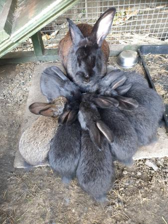 Flemish Giant Baby Rabbits For Sale in Southport, Merseyside | Preloved