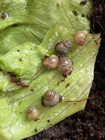 Baby giant African land snails for free For Sale in Crowborough | Preloved
