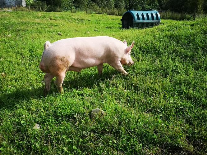 pedigree Large White Boar For Sale in Narberth, Pembrokeshire | Preloved