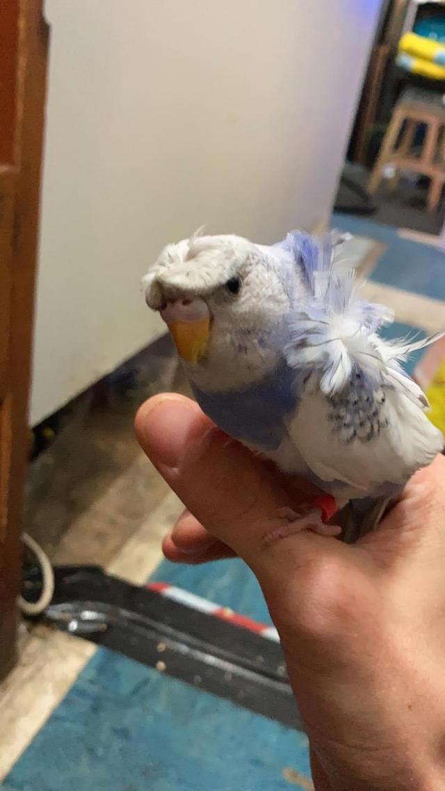 Baby Hagoromo (helicopter) Budgies For Sale in Corringham, Essex | Preloved