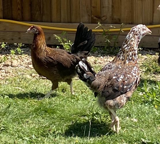 Point of lay brown and mottled leghorn hens chickens For Sale in Ashby ...