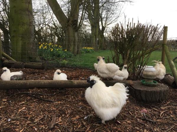 Chickens for sale For Sale in Driffield, East Yorkshire | Preloved