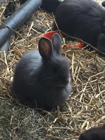 Swiss Fox baby rabbits available now For Sale in Blackpool, Lancashire ...