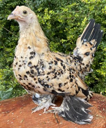 Sablepoot bantam hens For Sale in Marks Tey, Colchester, Essex | Preloved