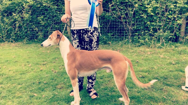 Stud dog ( whippet x saluki ) For Stud in Yelverton, Devon | Preloved