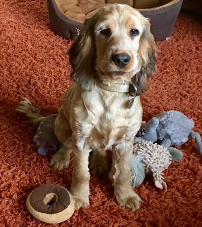 Litter of Show Cocker Spaniels - Sable & Orange Roan For Sale in ...