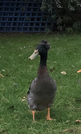 Crested ducks - Indian runner drakes For Sale in Richmond, North Yorks ...