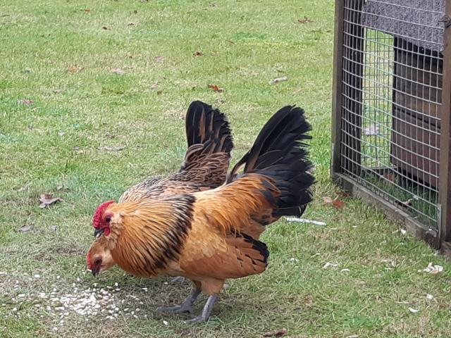 Pair of Barbu d'Anvers (aka Belgian bantams) Quail Coloured For Sale in ...