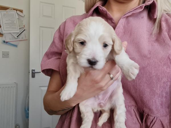 Stunning Malti Cockapoo Puppies For Sale in Stafford, Staffordshire ...