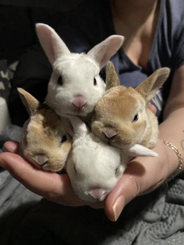 Baby Rex rabbits For Sale in Woodford Green, Essex | Preloved