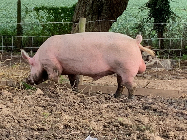 Large white boar For Sale in Moulton S E, Lincolnshire | Preloved