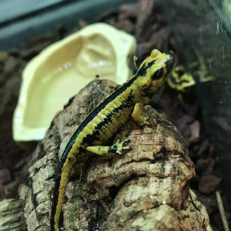 BABY FIRE SALAMANDERS Event in Iver Heath, Bucks | Preloved