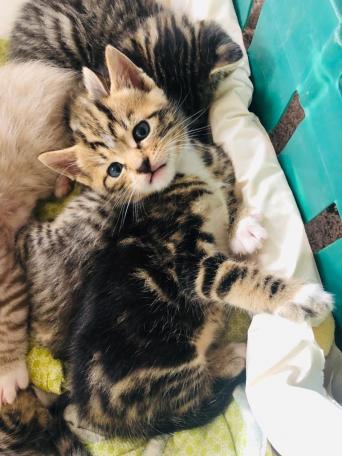 kittens - Cats & Kittens, For Sale in Bradford, West Yorkshire | Preloved