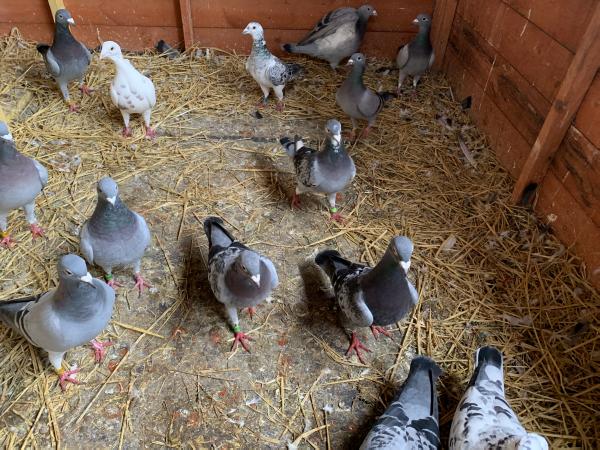2020 race pigeons For Sale in Colwyn Bay | Preloved
