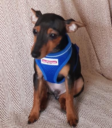 Jack Russell x miniature pinscher pups For Sale in Rotherham, South ...