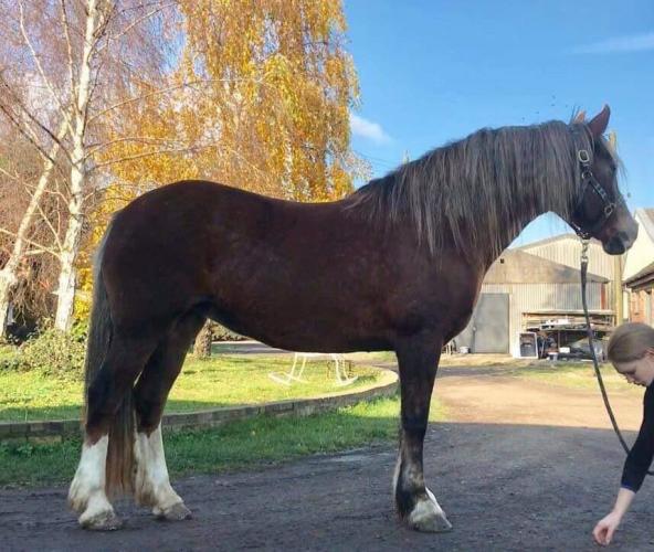 Stunning Welsh Cob Mare For Sale in Hereford, Herefordshire | Preloved
