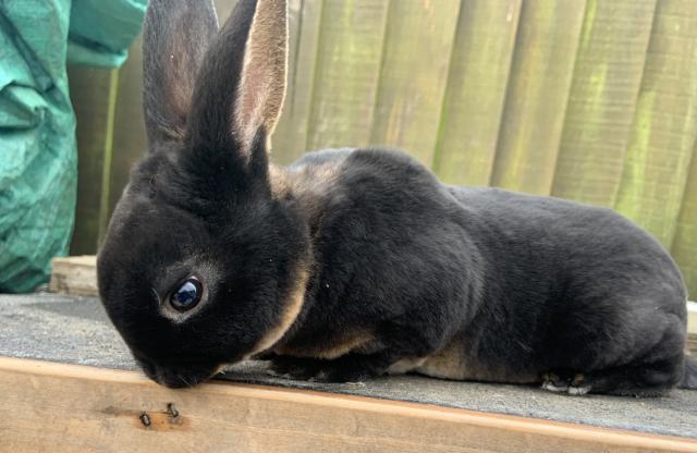 Mini Rex Black Otter Ready to Go Now - Last One For Sale in North ...