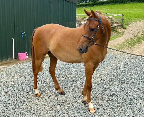 British Riding Pony For Sale in Launceston, Cornwall | Preloved