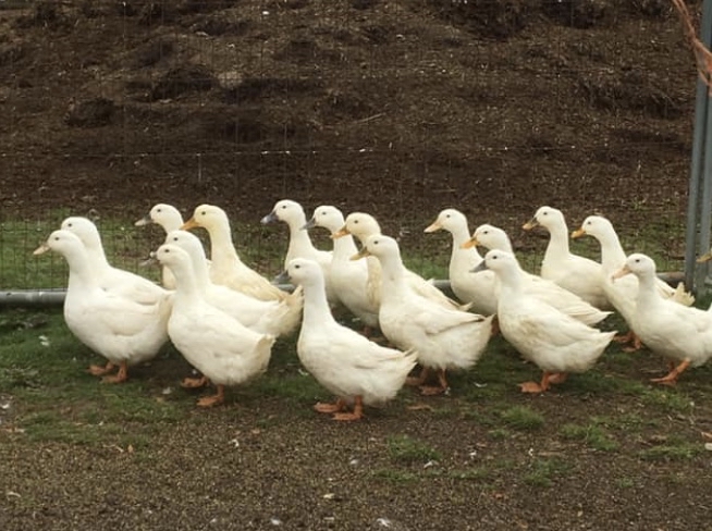 Aylesbury ducks For Sale in Colchester, Essex | Preloved
