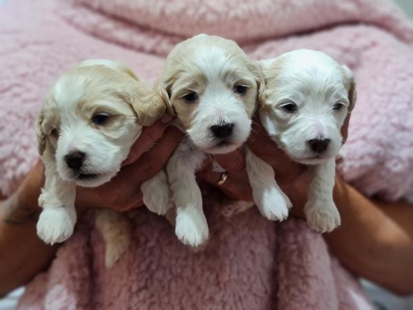 Stunning Malti Cockapoo Puppies For Sale in Stafford, Staffordshire ...