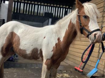 mini cobs - Horses & Ponies, For Sale | Preloved
