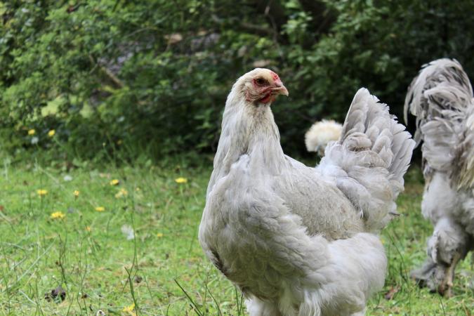 6X RARE BREED ISABELLA BRAHMA HATCHING EGGS FOR SALE For Sale in ...
