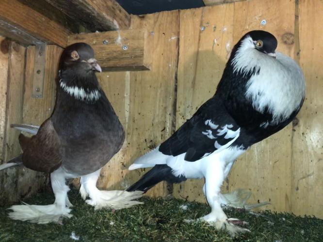 13 English pouter pigeons For Sale in Wednesbury, West Midlands | Preloved