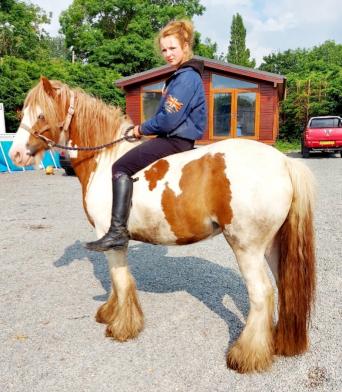 mini cobs - Horses & Ponies, For Sale | Preloved