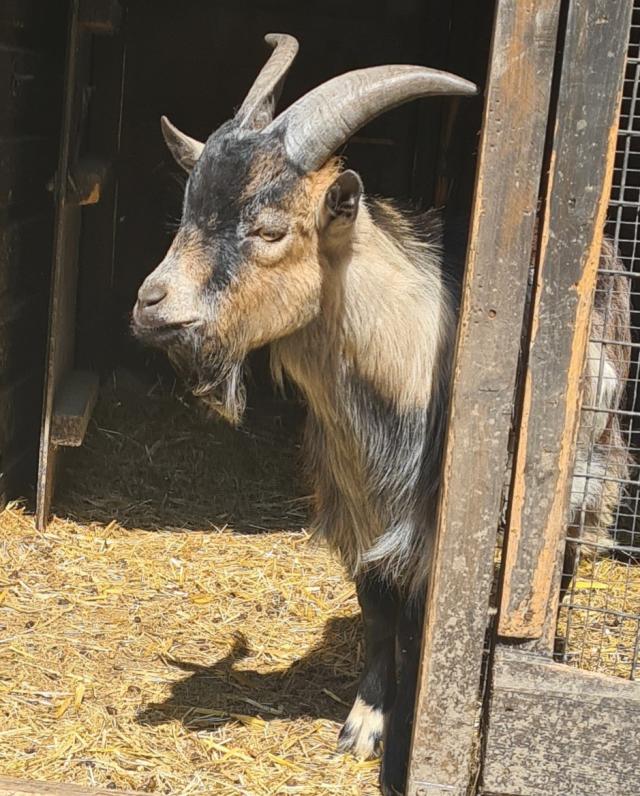 Pygmy goat Billy - Entire For Sale in Barnsley, South Yorkshire | Preloved