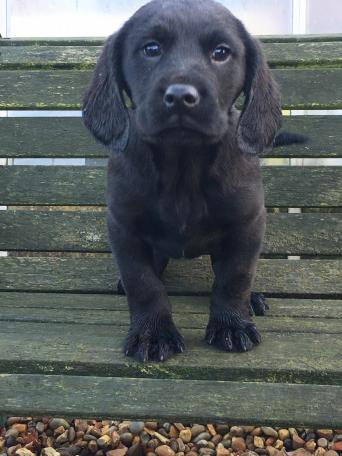 cockador or cockerdor or spanador or springador or springerdor - Dogs ...