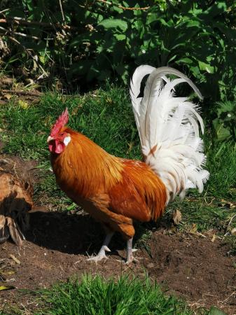 Pure Rare Breed Friesian Chickens - Hatching Eggs For Sale in Winkhill ...