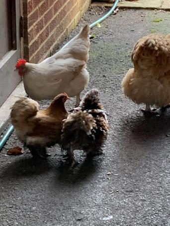 white star chickens - Poultry and Game, For Sale | Preloved