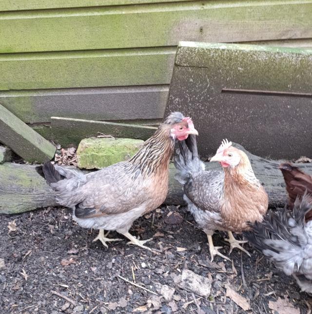Cream Crested Legbar POL hens (blue eggs) For Sale in Solihull, West ...
