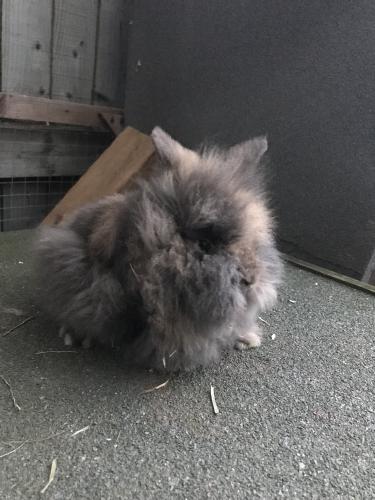 Double mane lionhead rabbit For Sale in Winscombe | Preloved
