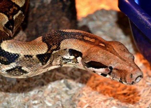 6ft Red tailed x Columbian rainbow boa constrictor 8 YO For Sale in ...