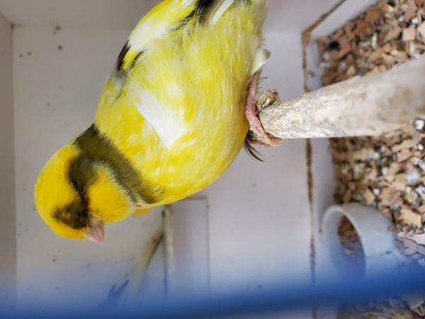 SHOW STANDARD BORDER CANARIES! For Sale in Andover, Hampshire | Preloved