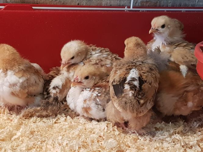 Chickens - Pekin Bantams (Mille Fleur) For Sale in Eye, Cambridgeshire ...