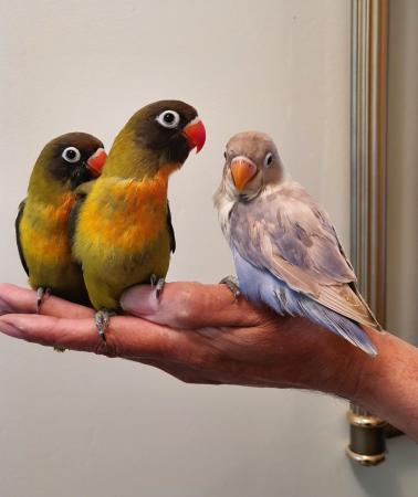 Hand reared baby love birds for sale. For Sale in Oswaldtwistle ...