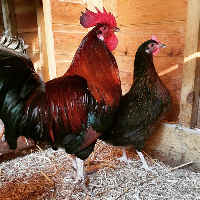Chickens for sale For Sale in Wandsworth, London | Preloved