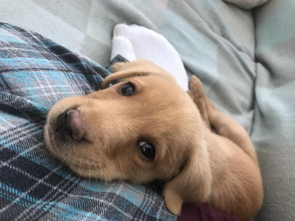 Breeding Bitch Required Wanted In Bromborough Wirral Preloved