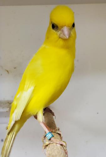 IRISH FANCY CANARIES ! For Sale in Andover, Hampshire | Preloved