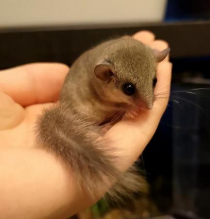 Micro Squirrels /African Pygmy Dormice For Sale in Northampton, County ...