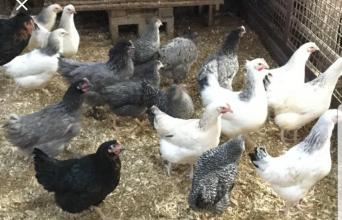 white star chickens - Poultry and Game, For Sale | Preloved