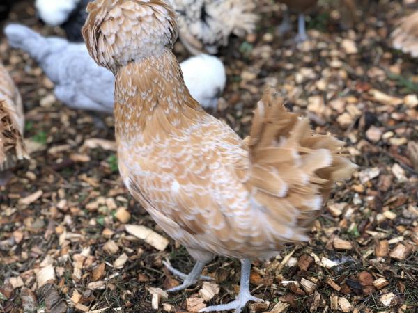 STUNNING POLISH POL HENS CHICKENS For Sale in Wimborne, Dorset | Preloved