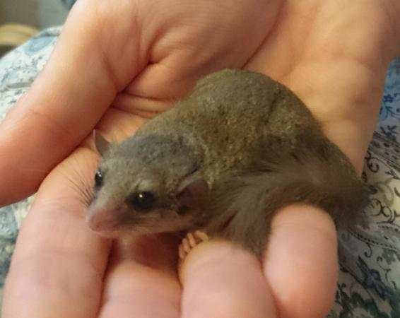 African Pygmy Mice (Micro-squirrel) For Sale in Peterlee, County Durham ...