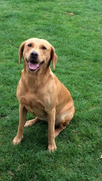 labrador - Dogs & Puppies, For Sale in Manchester | Preloved