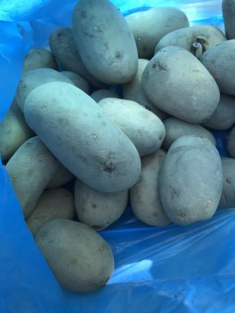 Seed Potatoe for sale in UK | 71 used Seed Potatoes